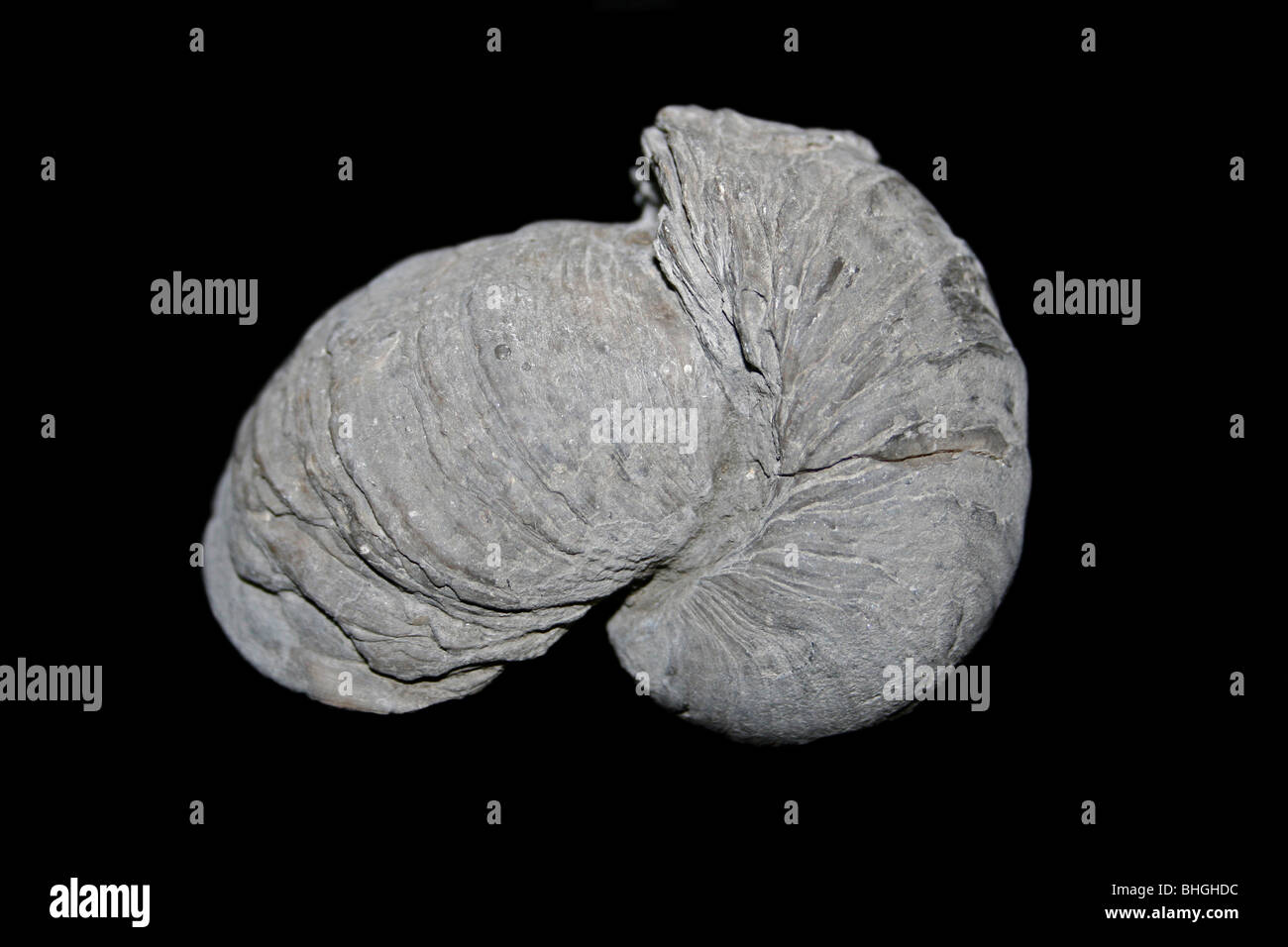 Mollusques bivalves fossiles Banque de photographies et d’images à ...