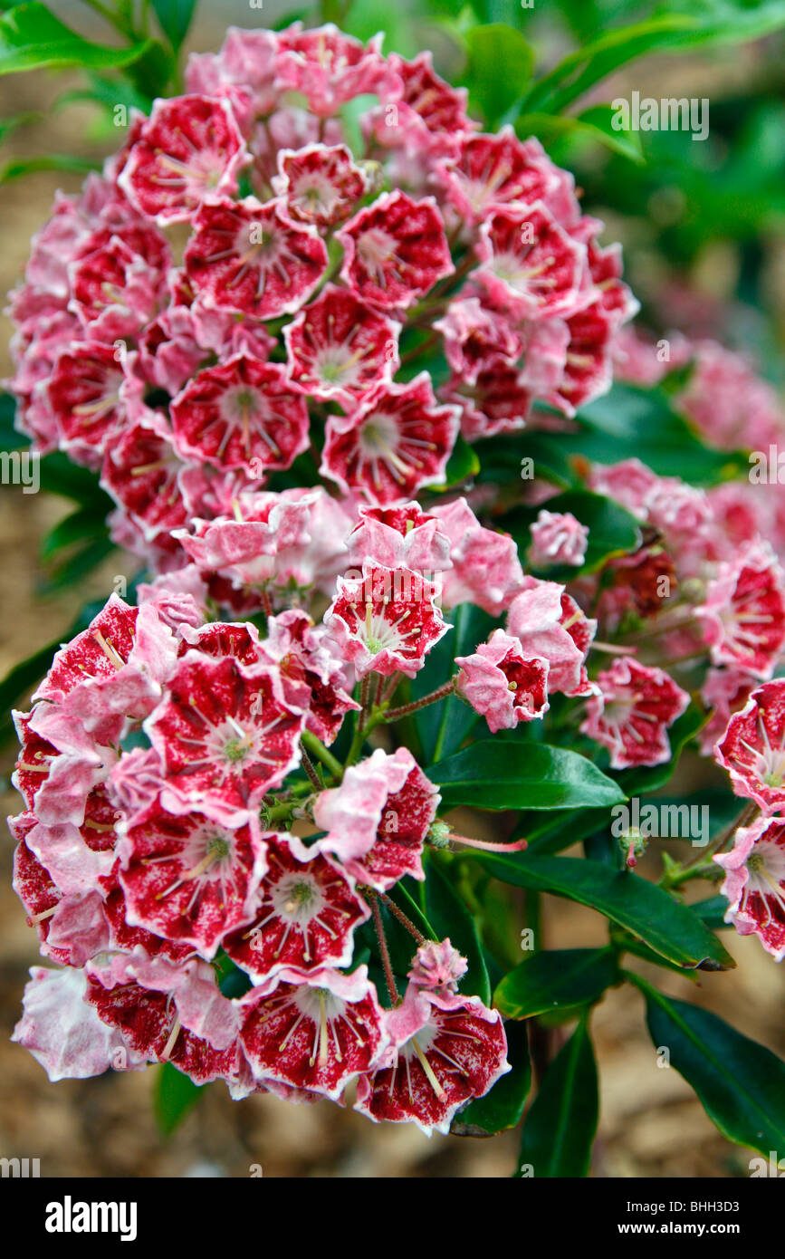 Kalmia Latifolia Banque d'image et photos - Alamy