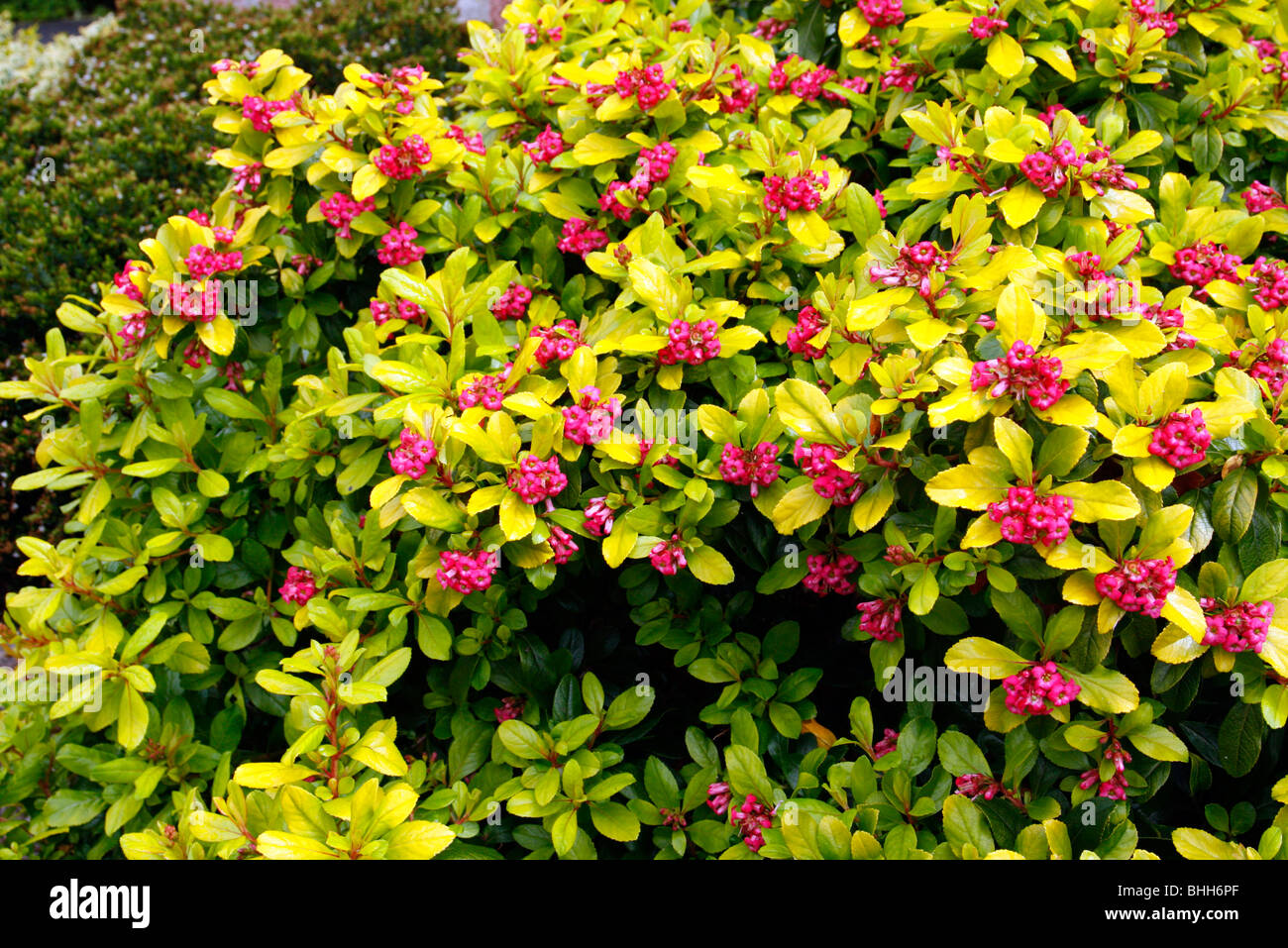 Escallonia laevis Banque de photographies et d’images à haute ...