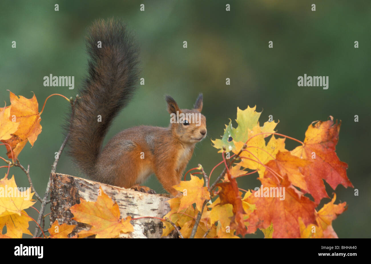 écureuil en automne Banque de photographies et d’images à haute ...