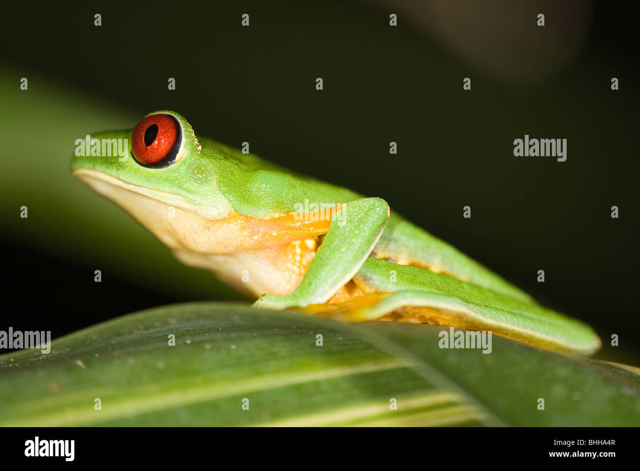 Grenouille aux yeux rouges costa rica Banque de photographies et d ...