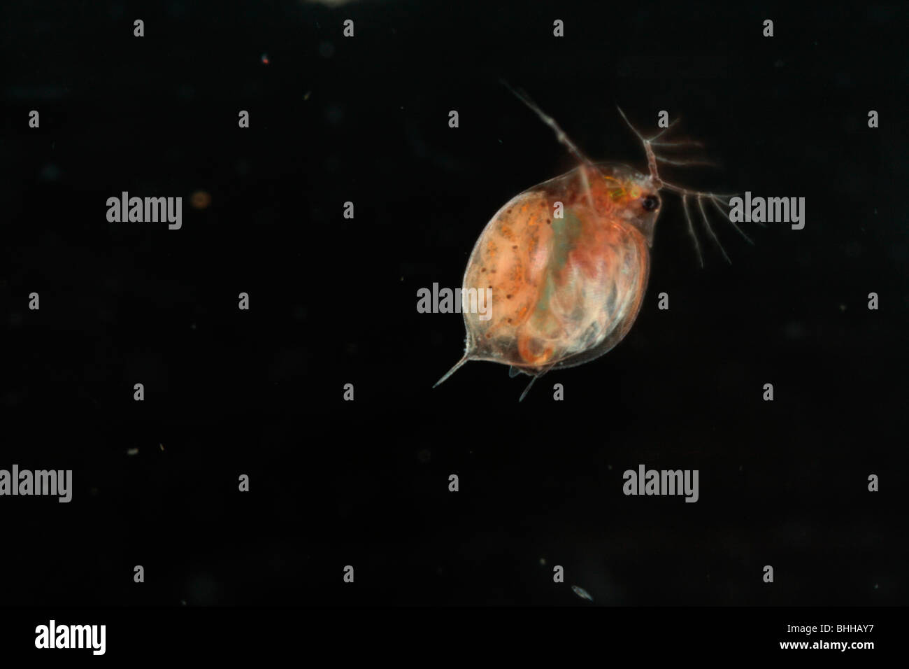 Puces Insectes Puces Insectes Banque d'image et photos - Alamy