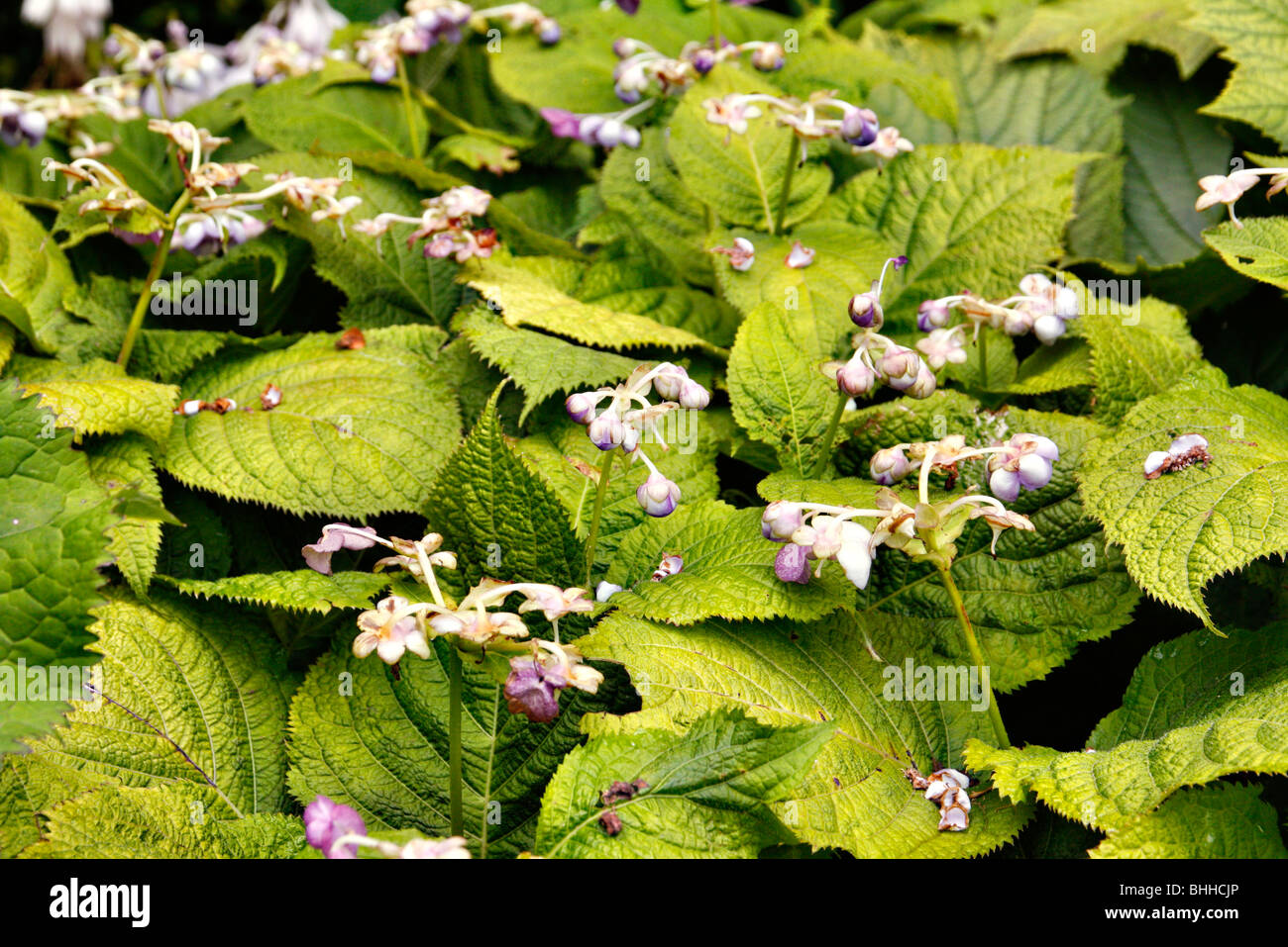 Deinanthe caerulea Banque de photographies et d’images à haute ...