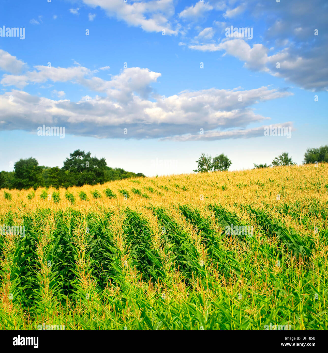Paysage agricole Banque de photographies et d’images à haute résolution ...