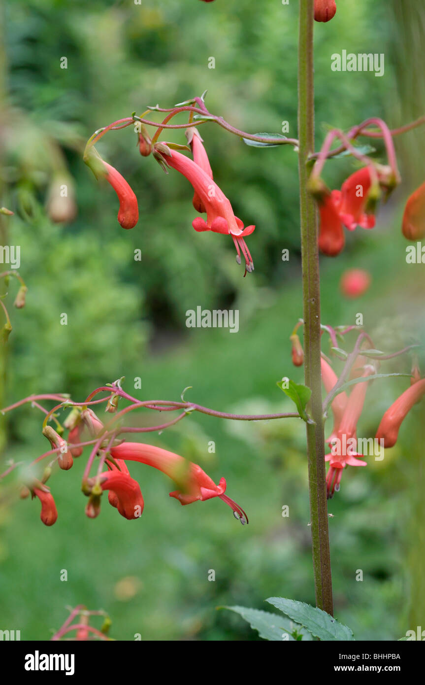 Cap fuchsia Banque de photographies et d’images à haute résolution - Alamy