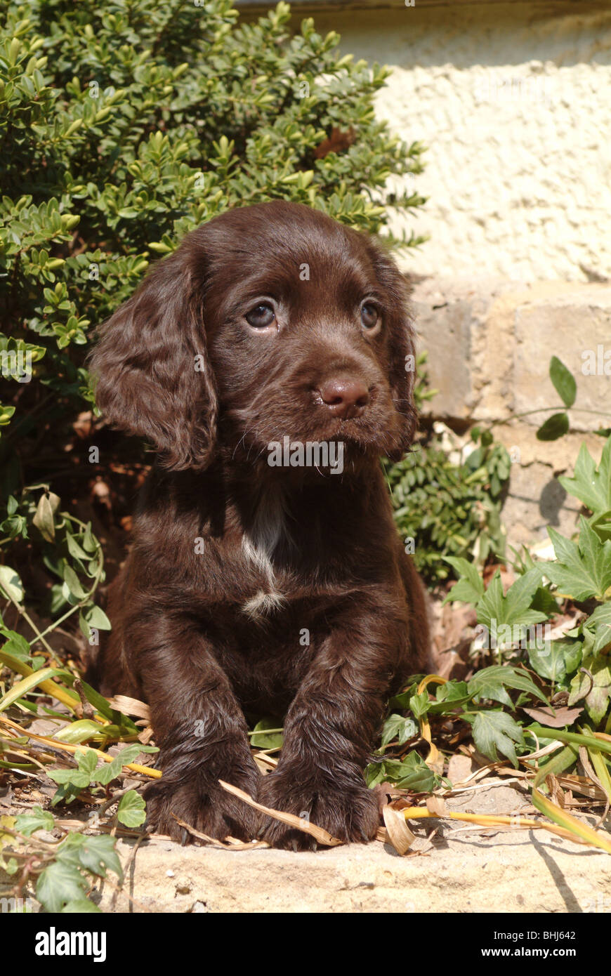 Cocker spaniel puppy Banque de photographies et d’images à haute ...