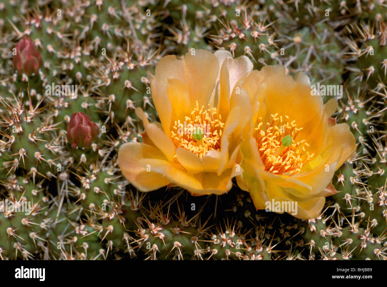 Opuntia fragilis fragile avec des fleurs jaunes Banque de photographies ...