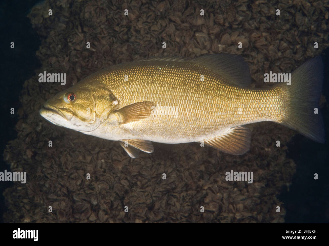 L'Achigan à petite bouche, un poisson "icropterus dolomieu' nage en ...