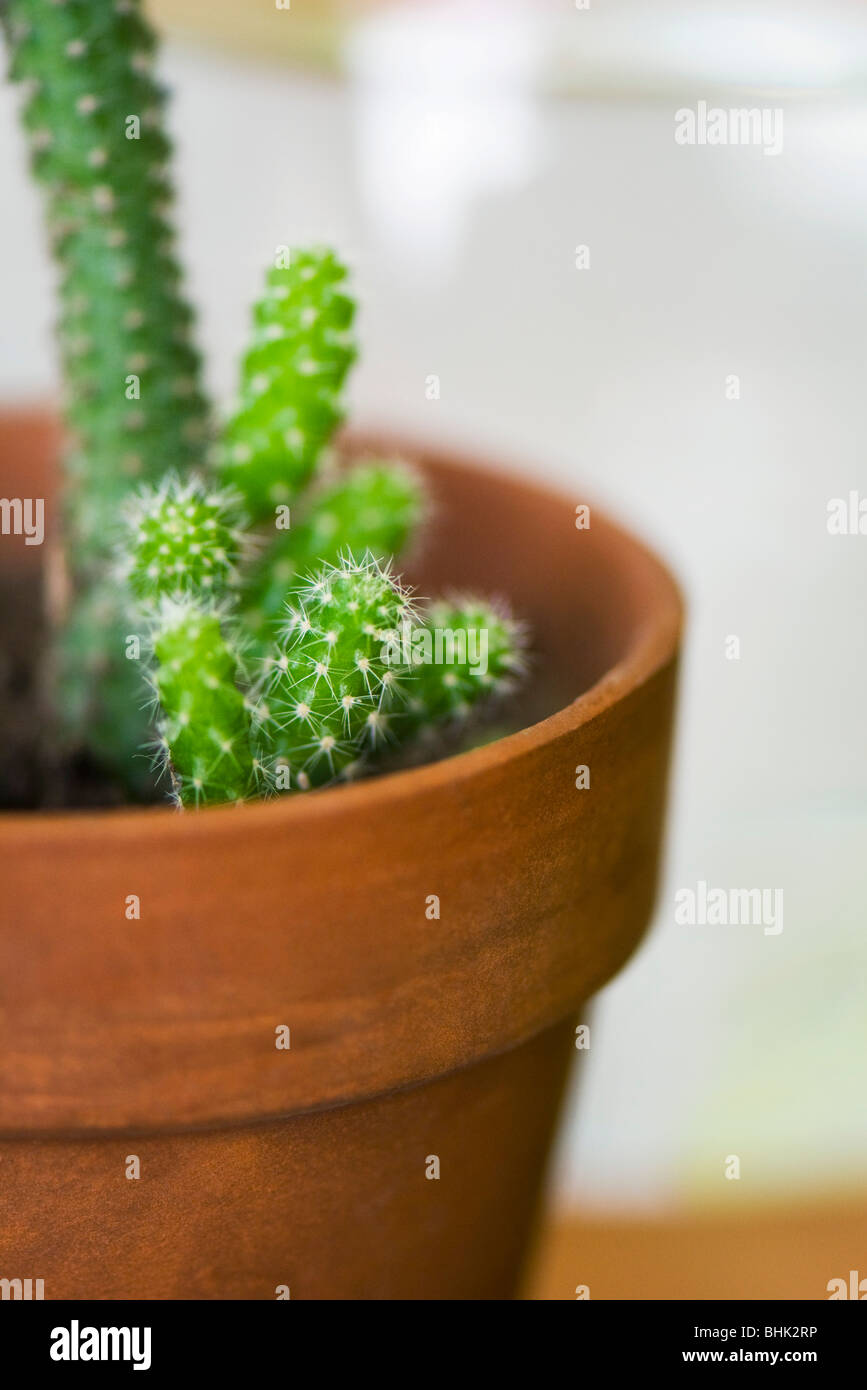 Plante En Pot De Cactus Banque d'image et photos - Alamy