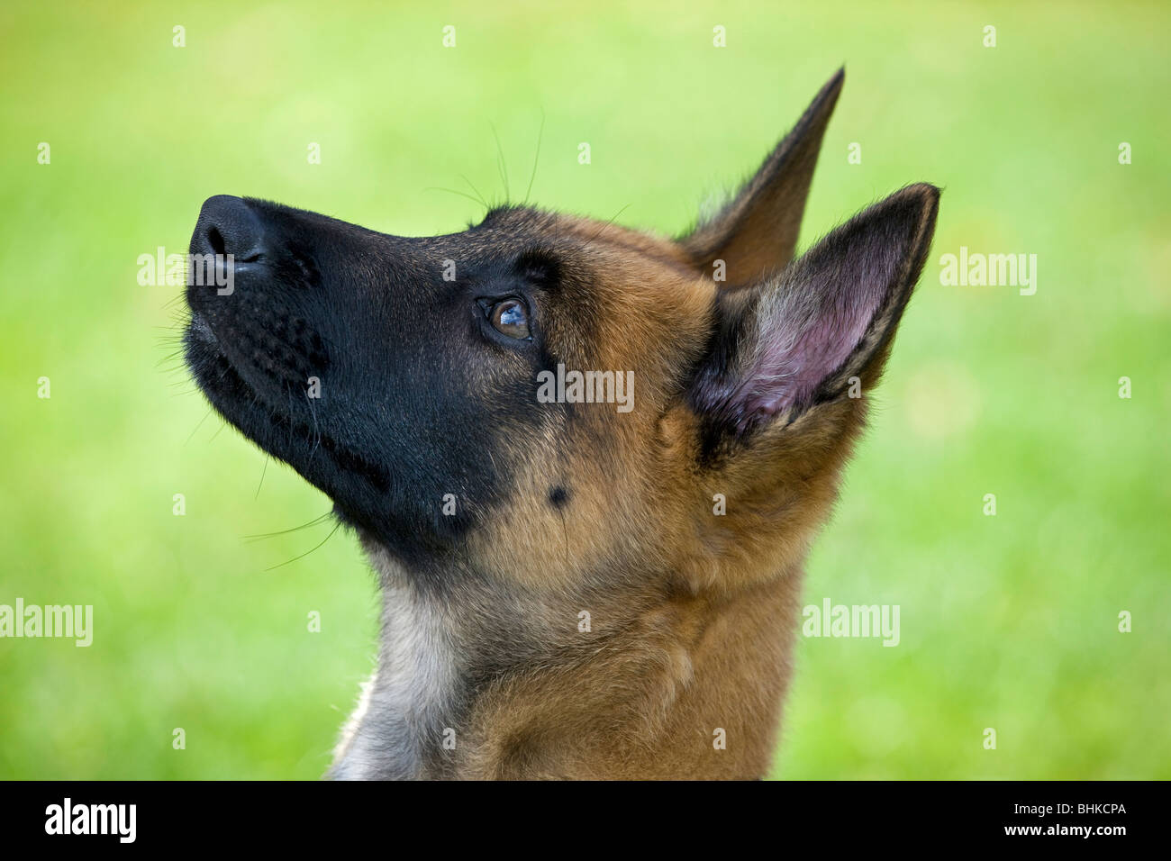 Chiot malinois Banque de photographies et d’images à haute résolution ...