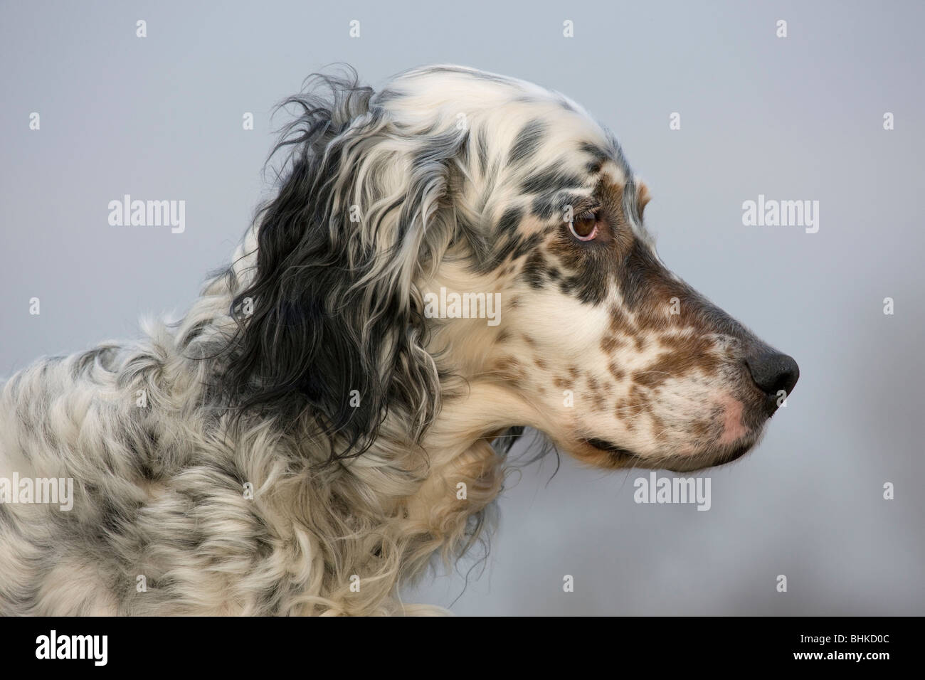 Setter anglais Banque de photographies et d’images à haute résolution ...