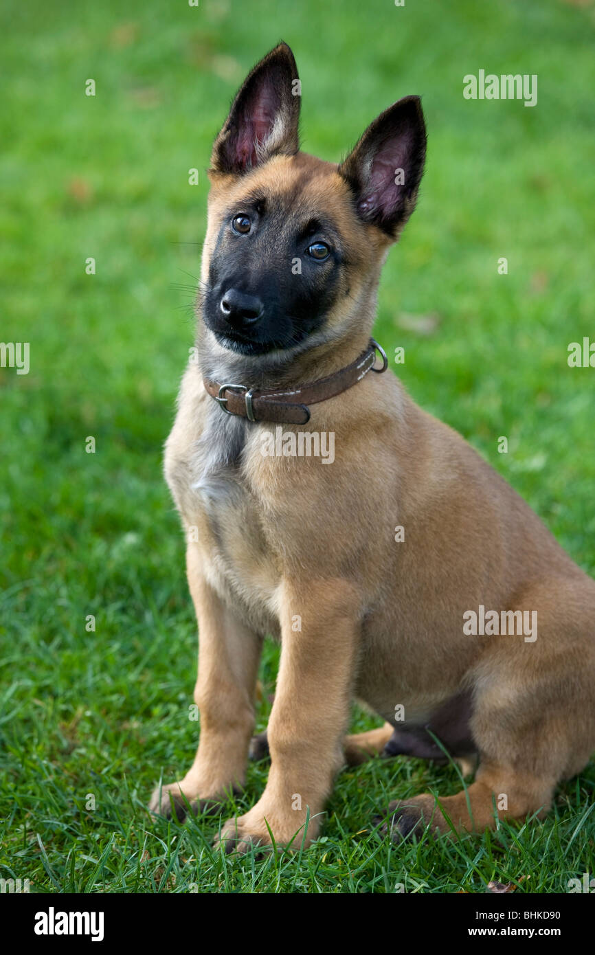 Berger Belge Malinois Chien (Canis lupus familiaris) pup assis dans ...