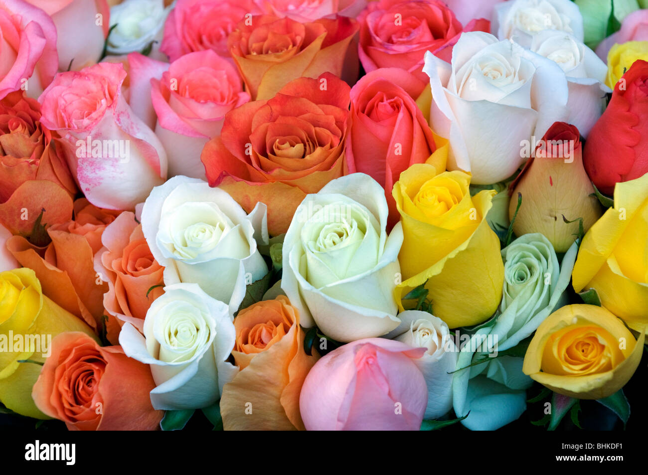 Beaucoup de différentes couleurs de roses dans une grappe à un ...