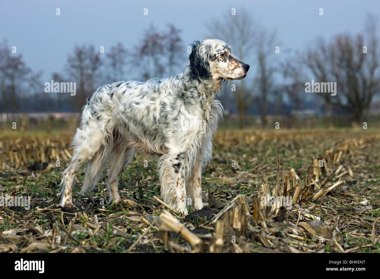 Setter anglais Banque de photographies et d’images à haute résolution ...