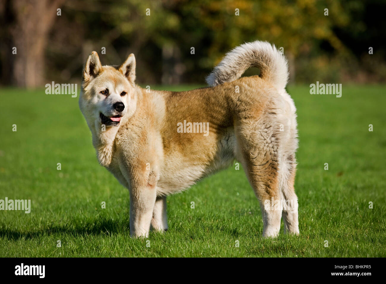 Akita Japonais Banque d'image et photos - Alamy