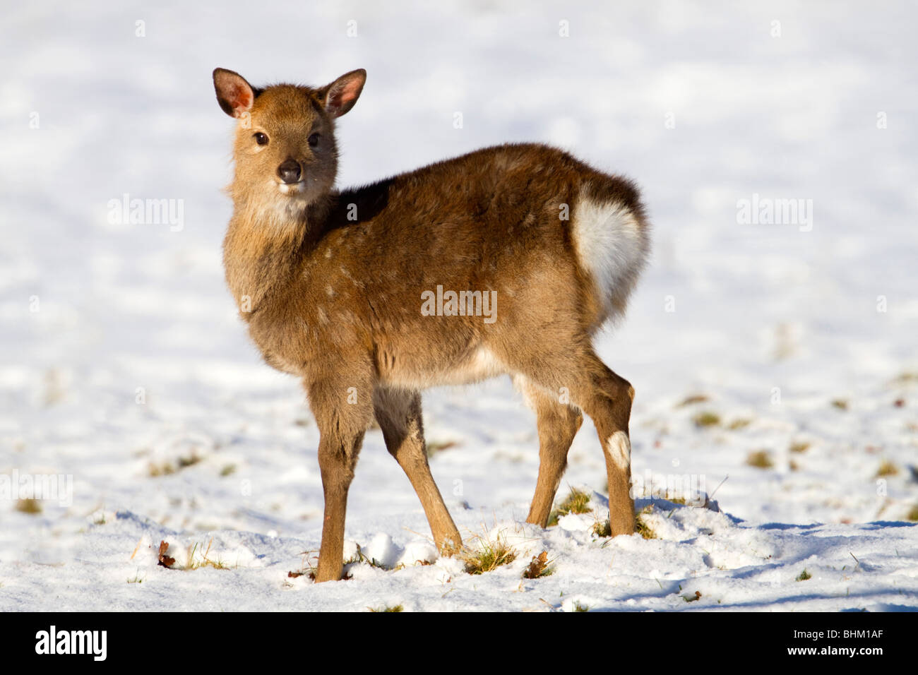 Neige Cerf Sika Banque d'image et photos - Alamy