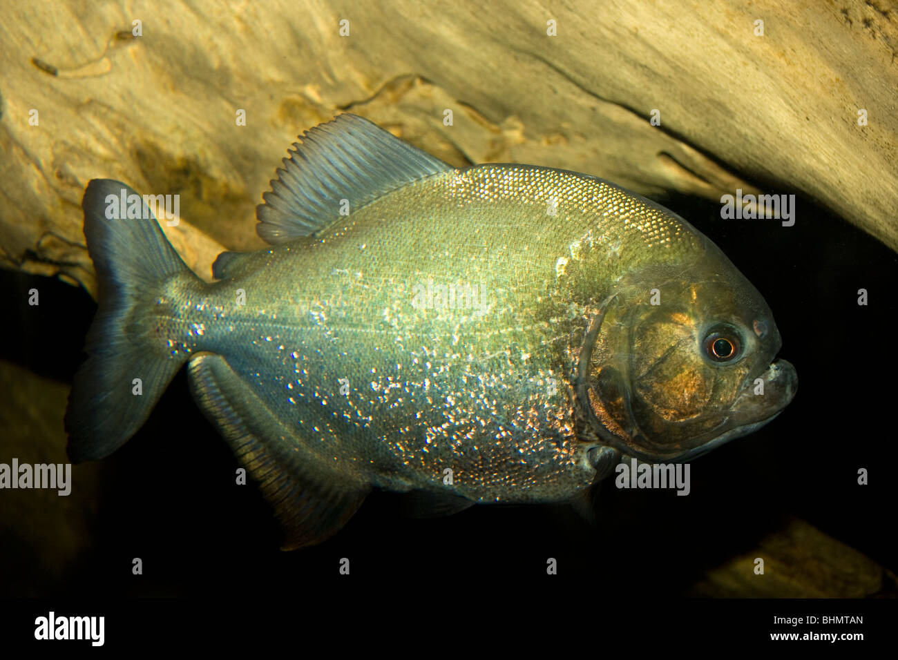 Piranha attack Banque de photographies et d’images à haute résolution ...