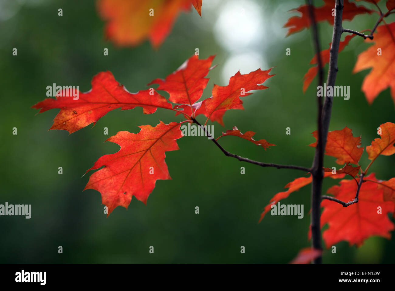 Chêne rouge Banque de photographies et d’images à haute résolution - Alamy