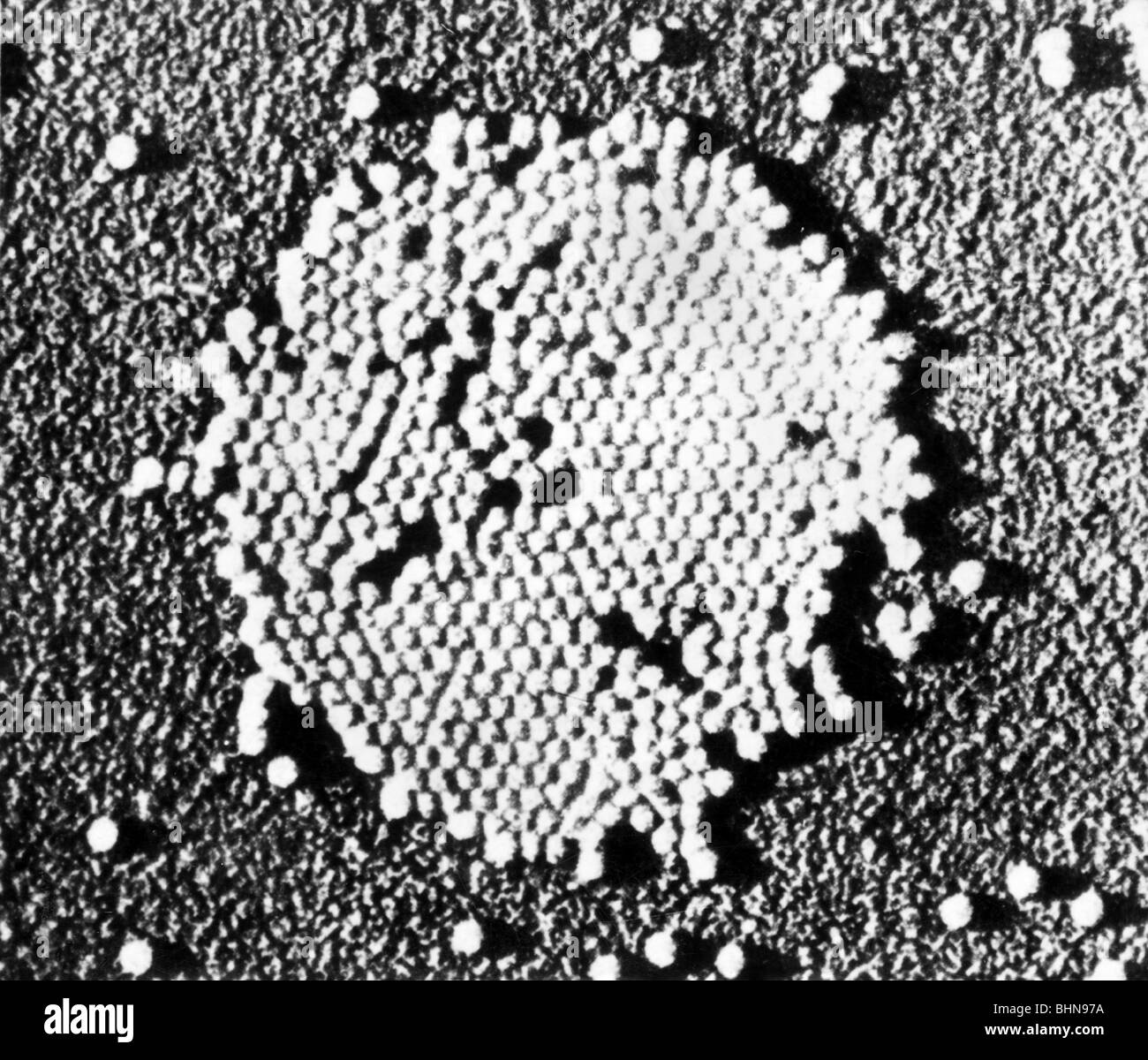 Pathogenic germs Banque de photographies et d’images à haute résolution ...