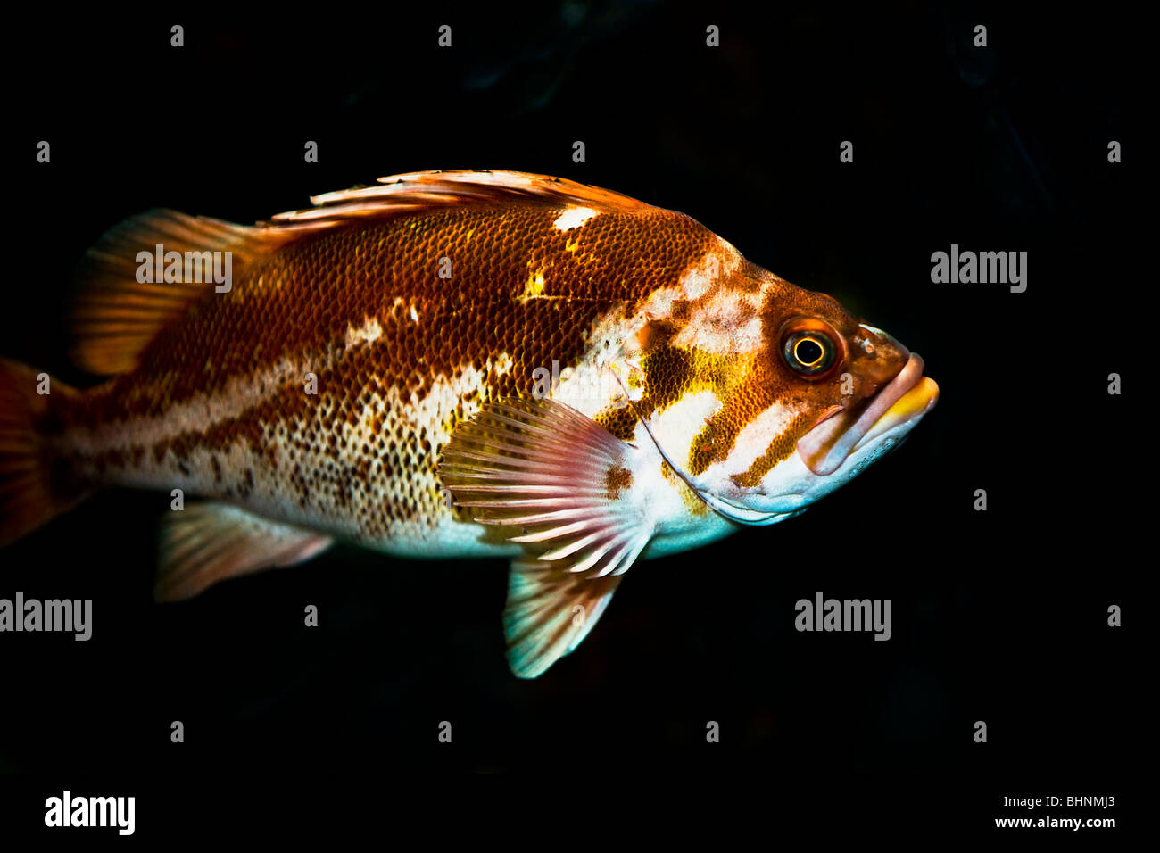 Poisson de roche Banque de photographies et d’images à haute résolution ...