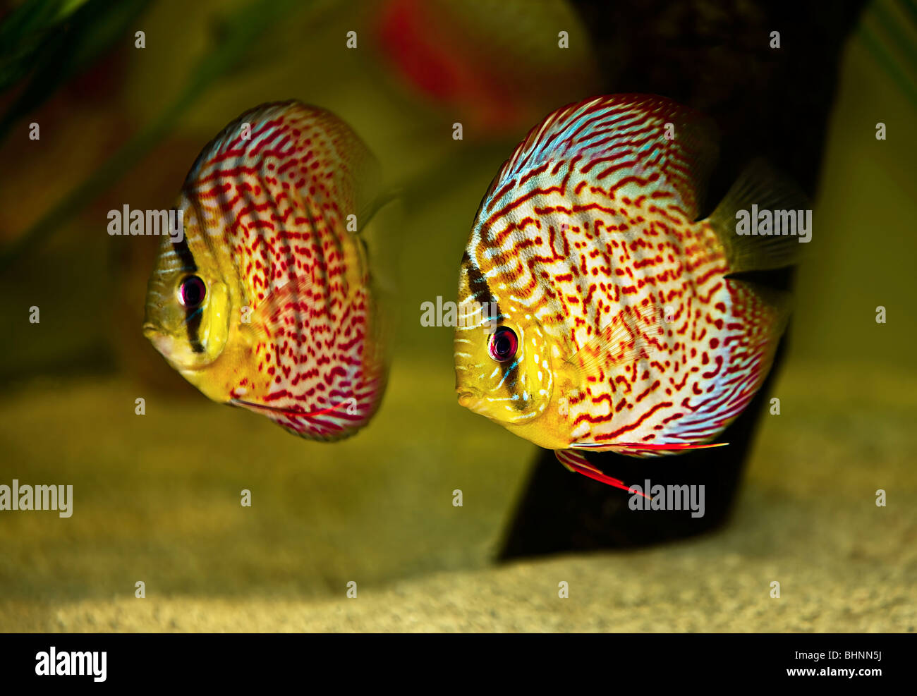 Poisson discus Banque de photographies et d’images à haute résolution ...