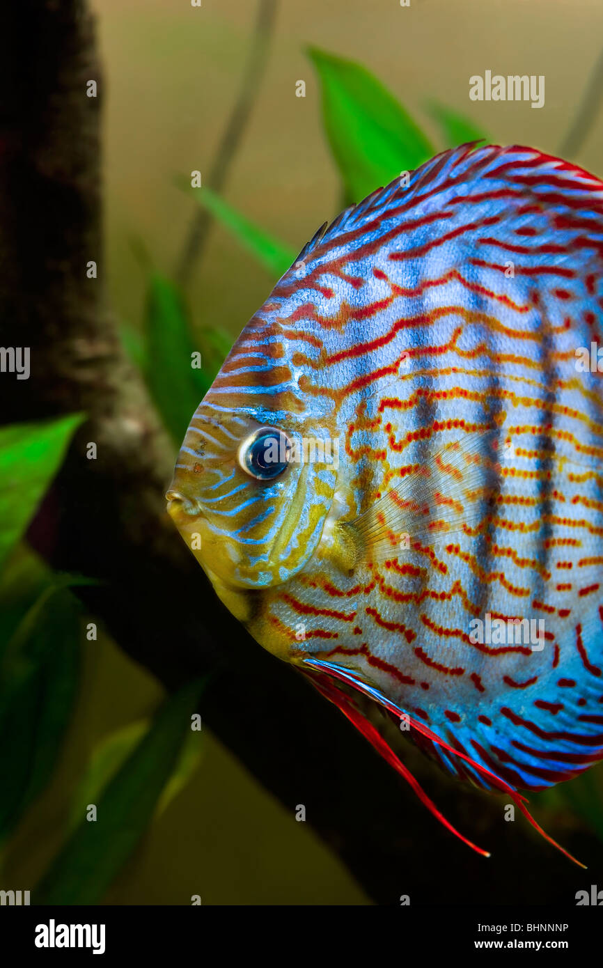 Poisson discus Banque de photographies et d’images à haute résolution ...