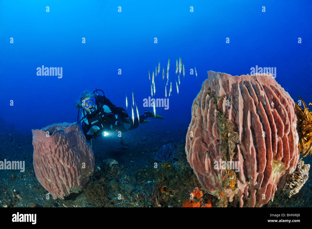 Poisson rasoir rigide Banque de photographies et d’images à haute ...