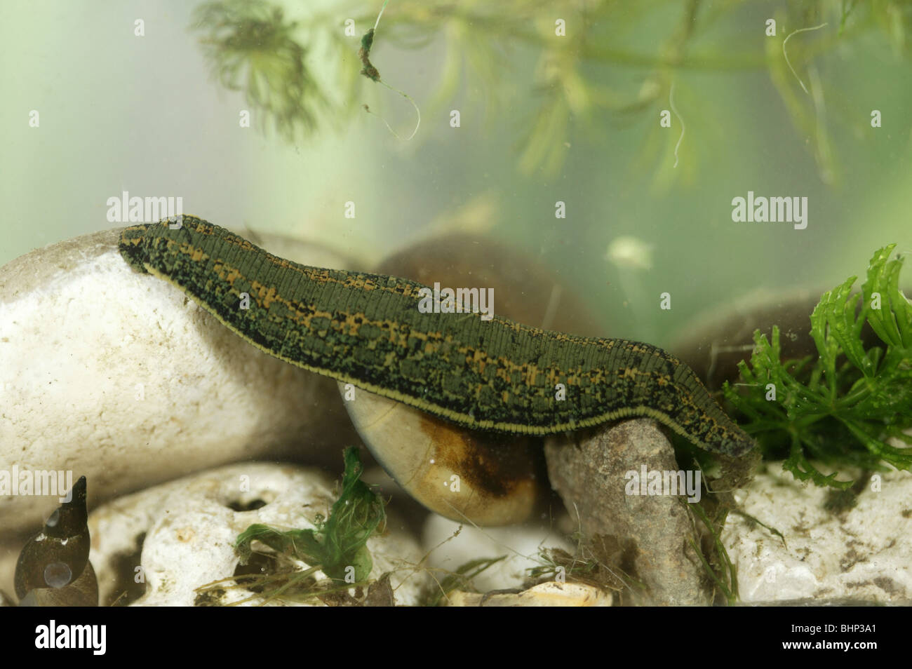 Hirudo medicinalis Banque de photographies et d’images à haute ...