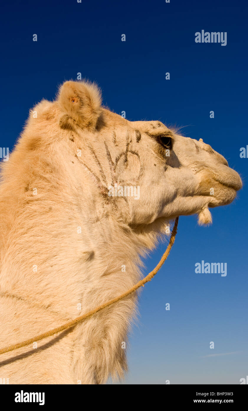 Chameau blanc Banque de photographies et d’images à haute résolution ...