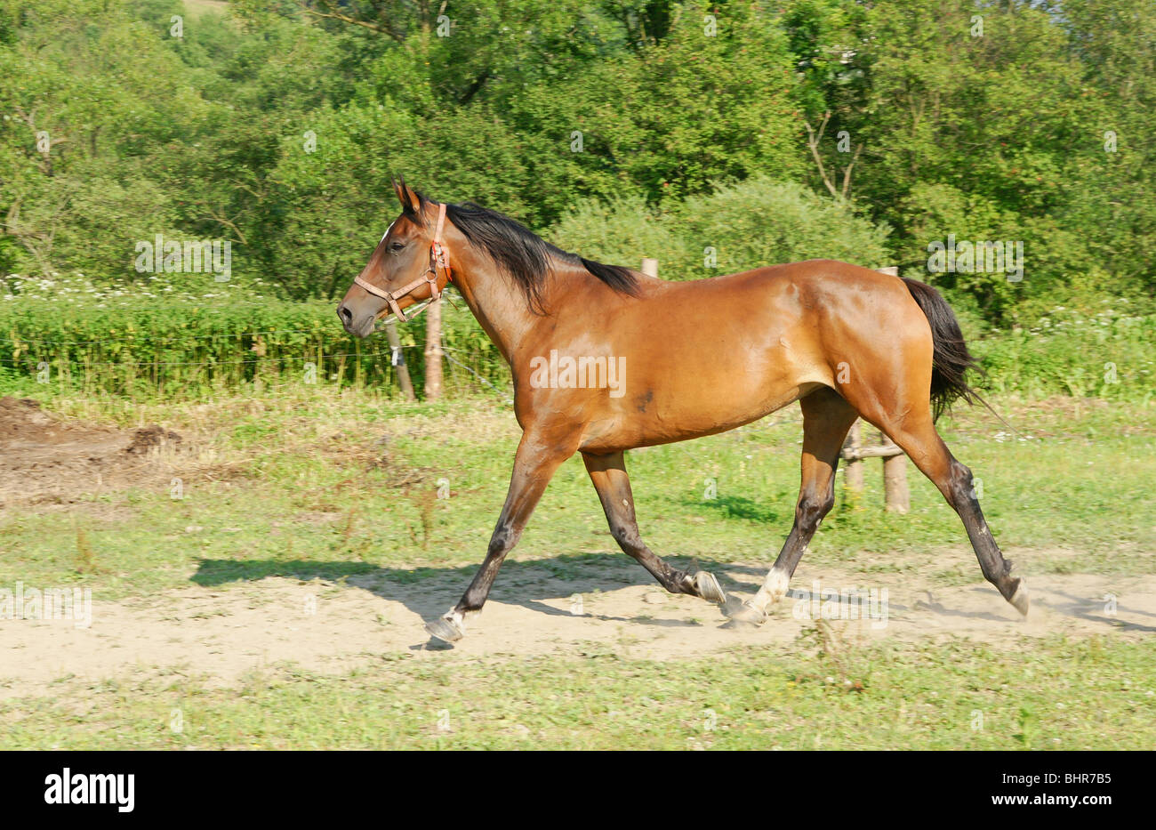 Cheval magnifique Banque de photographies et d’images à haute ...