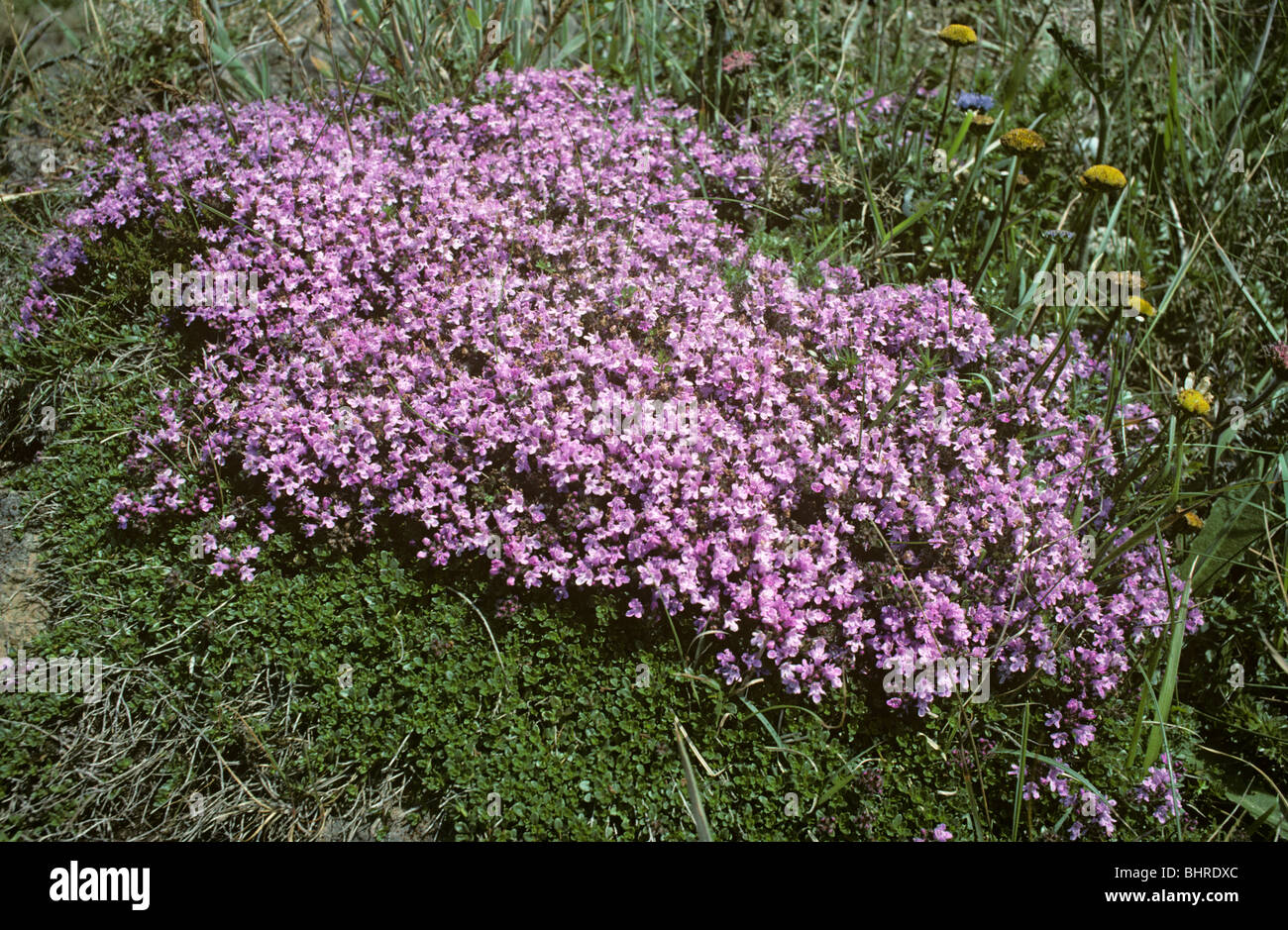Thymus drucei Banque de photographies et d’images à haute résolution ...