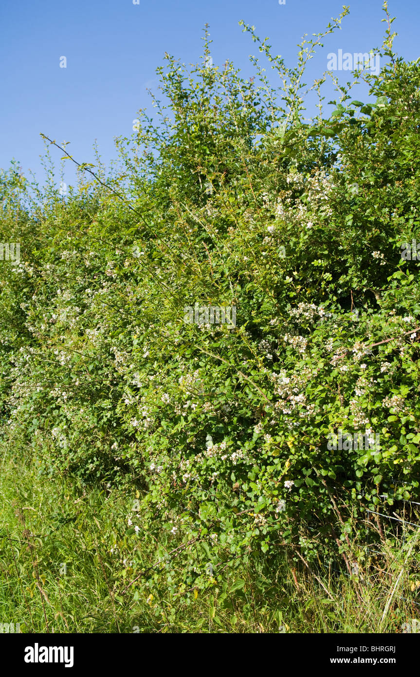 Rosa rubus Banque de photographies et d’images à haute résolution - Alamy