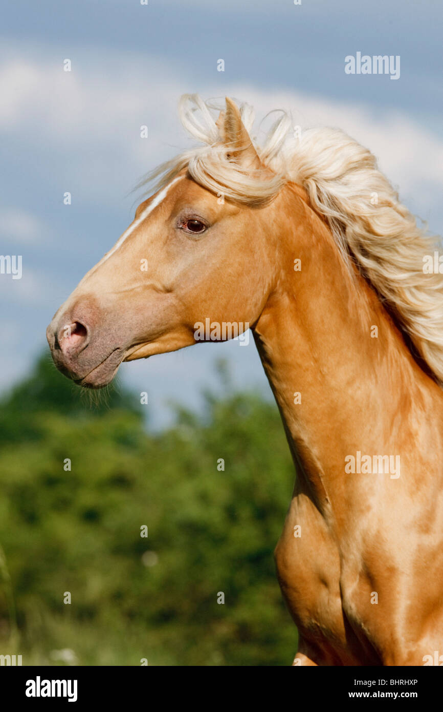 Arabe barb horse Banque de photographies et d’images à haute résolution ...