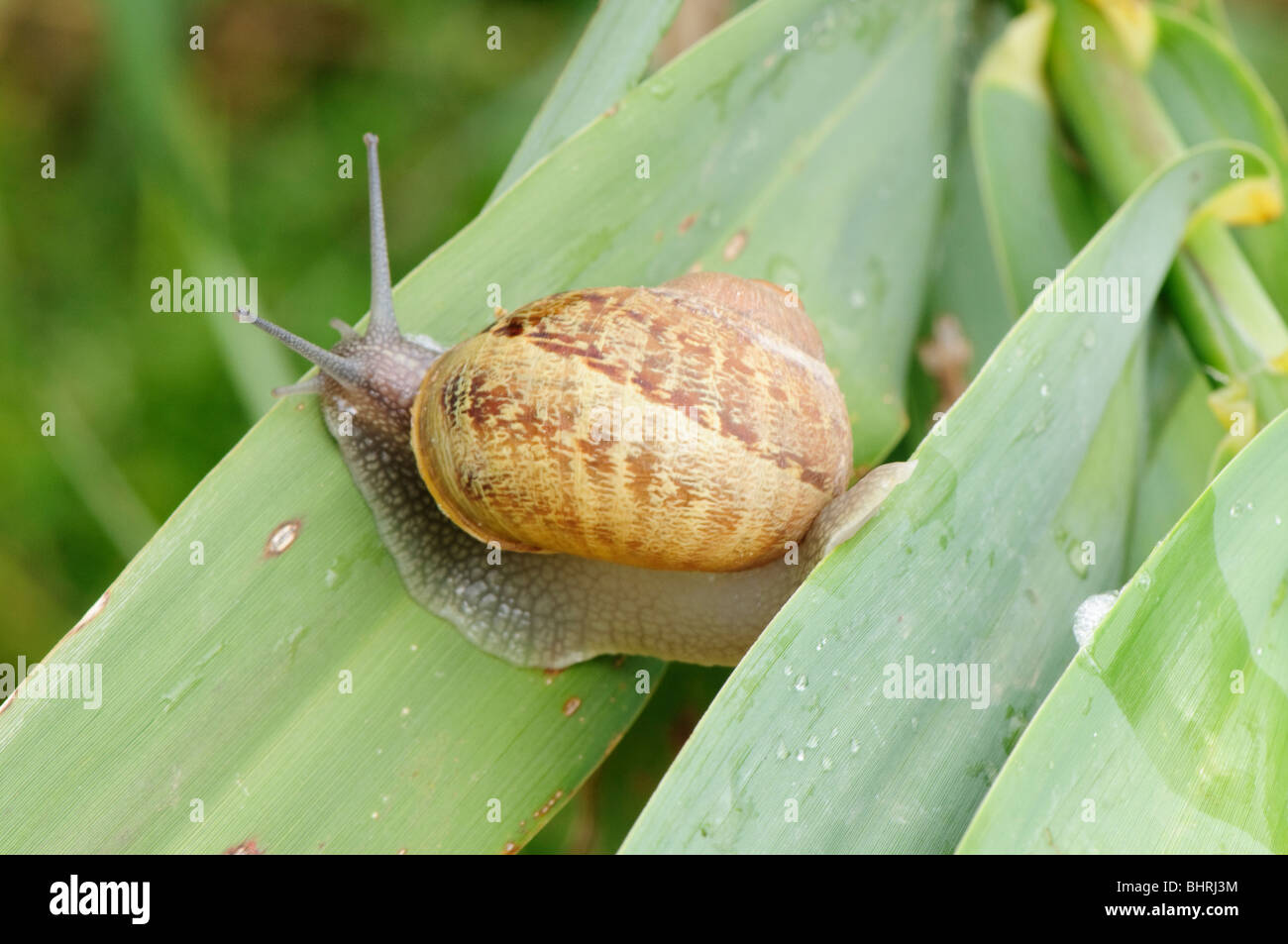 Gros escargot Banque de photographies et d’images à haute résolution ...