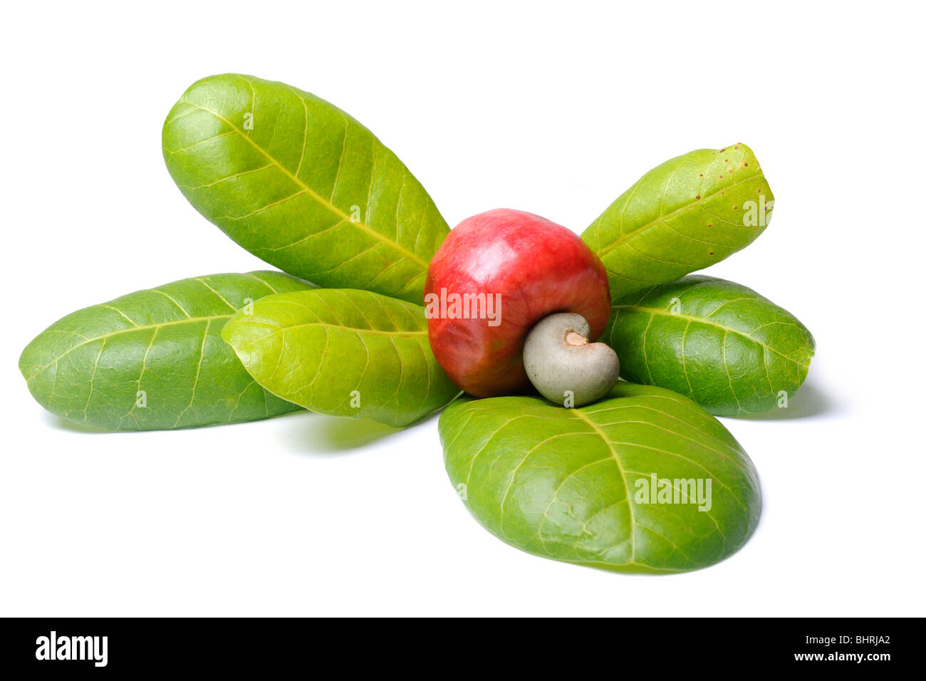Fruits et feuilles de noix de cajou sur fond blanc (Cashew Tree ...
