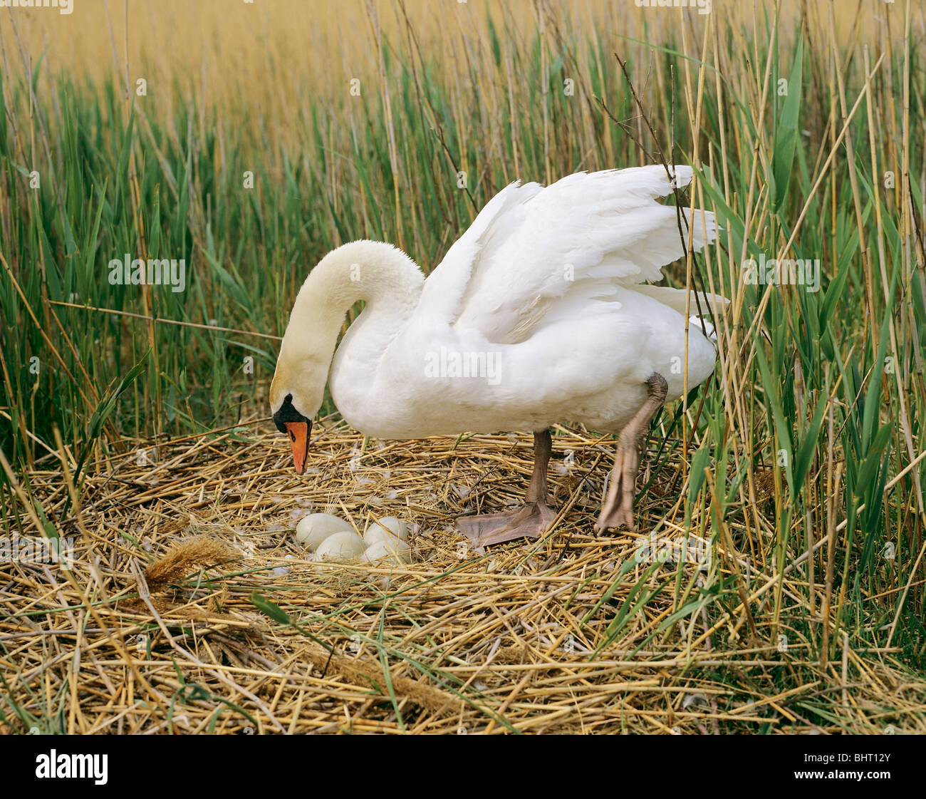 Cygne avec des oeufs Banque de photographies et d’images à haute résolution - Alamy