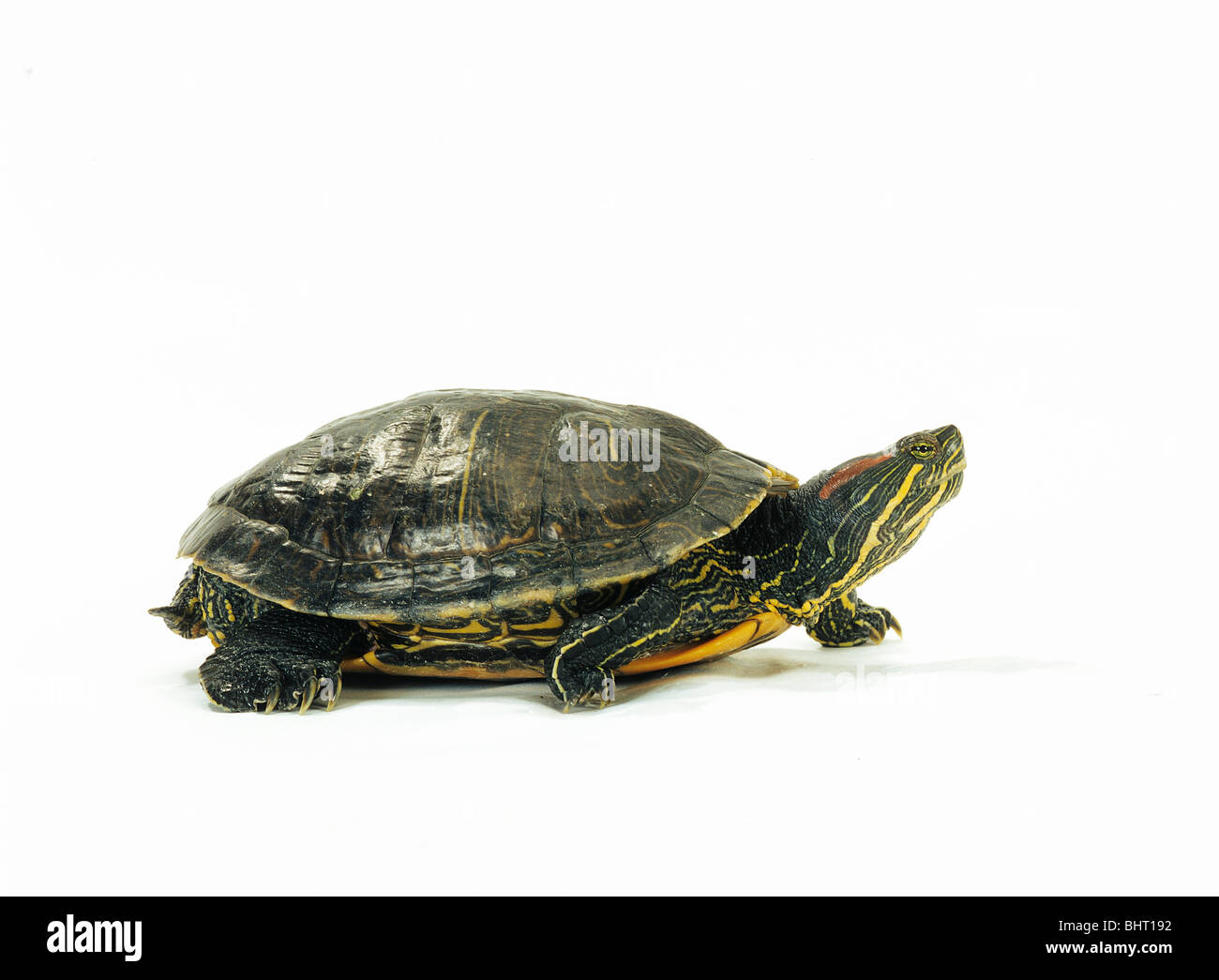 Tortue à oreilles rouges - découper / Trachemys scripta elegans Photo ...