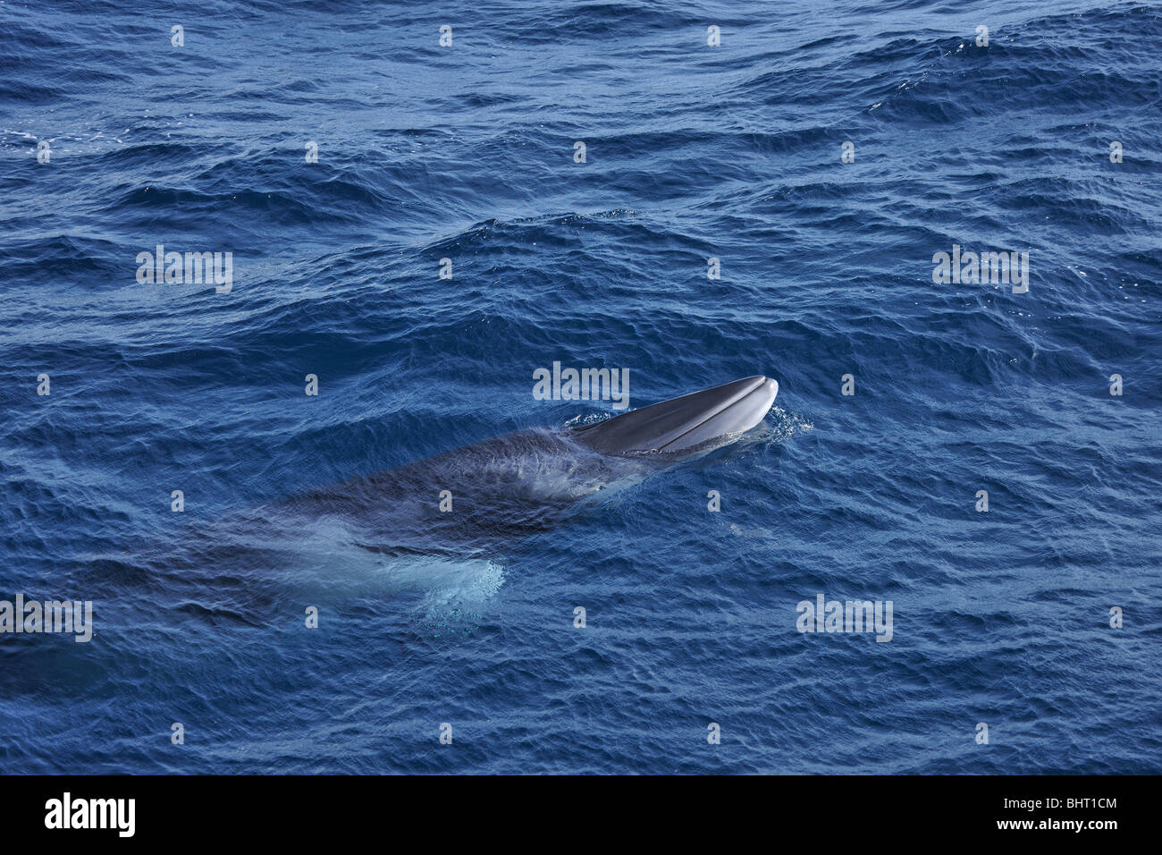 Petit rorqual commun Banque de photographies et d’images à haute ...