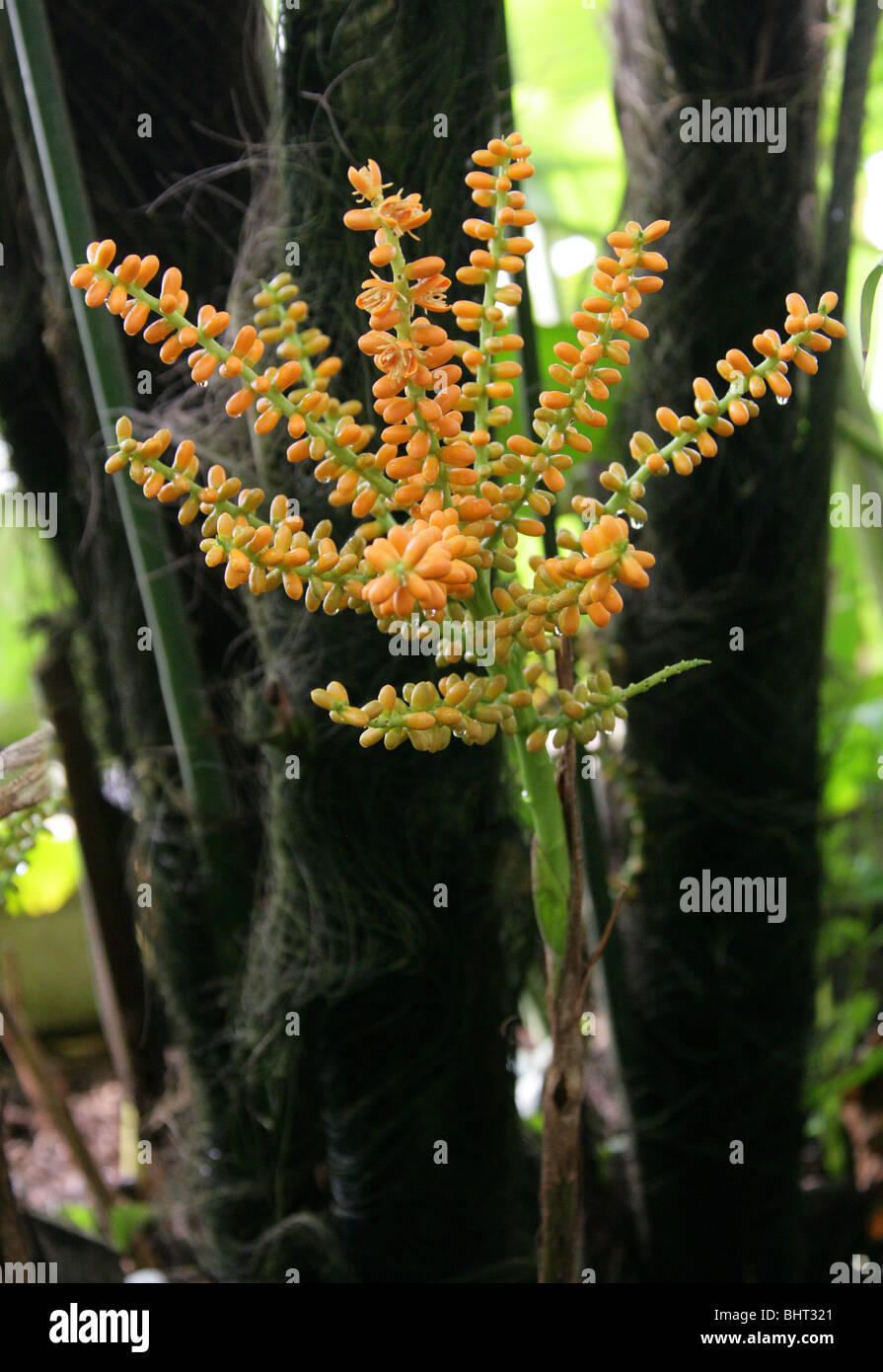 Fruit de l'Formosa Sugar Palm, Arenga engleri, Arecaceae (Palmae ...