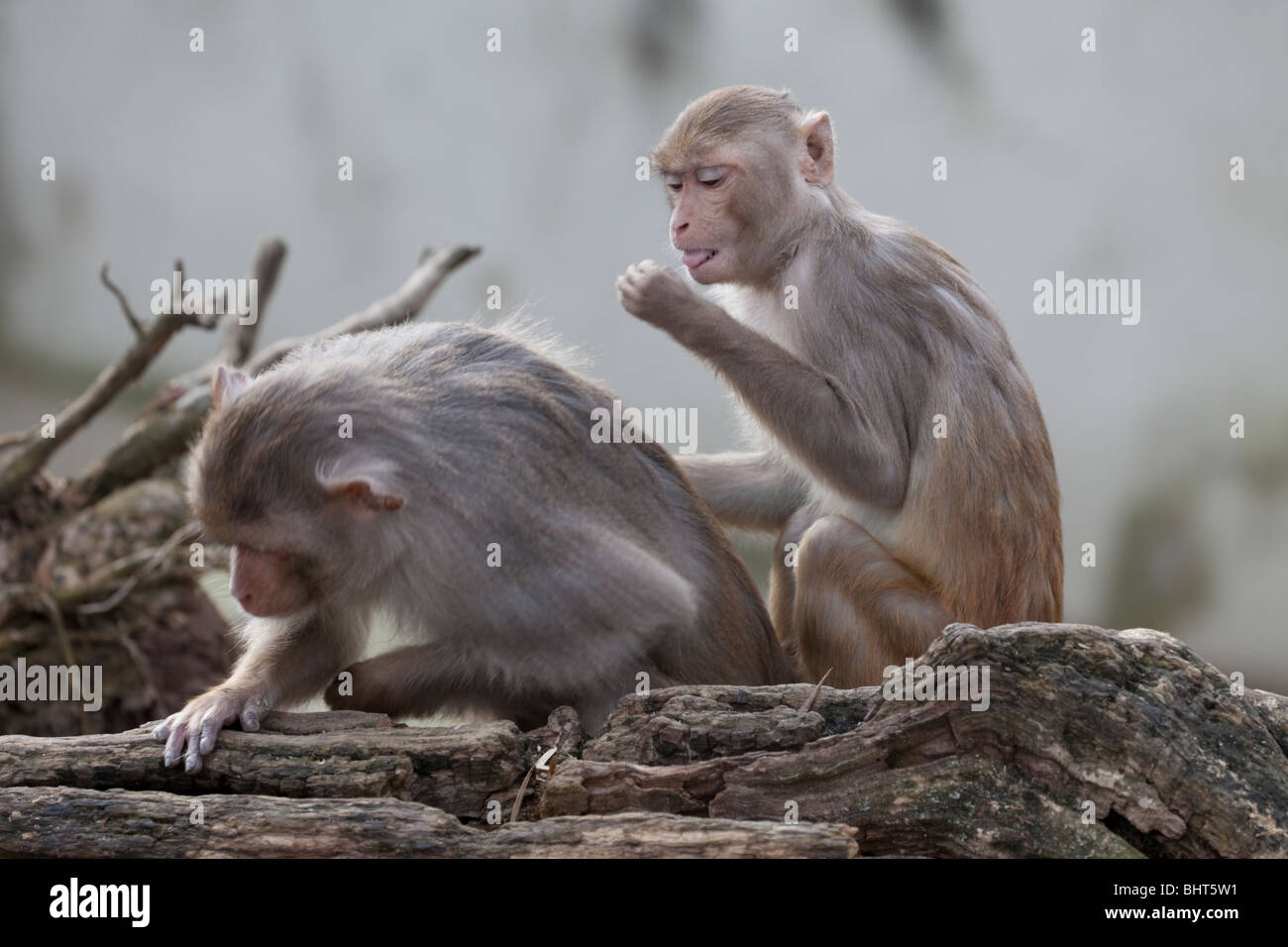 Poux Le Singe Banque d'image et photos - Alamy