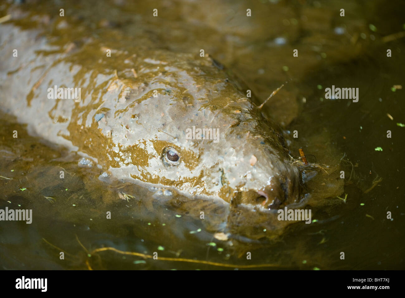 Les yeux et les narines Banque de photographies et d’images à haute ...