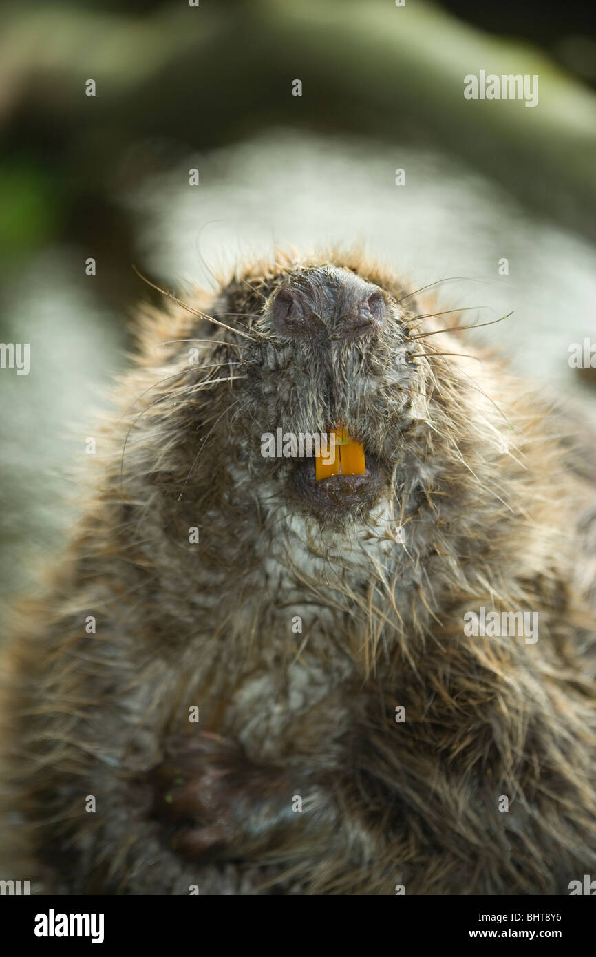 Dents du haut Banque de photographies et d’images à haute résolution ...