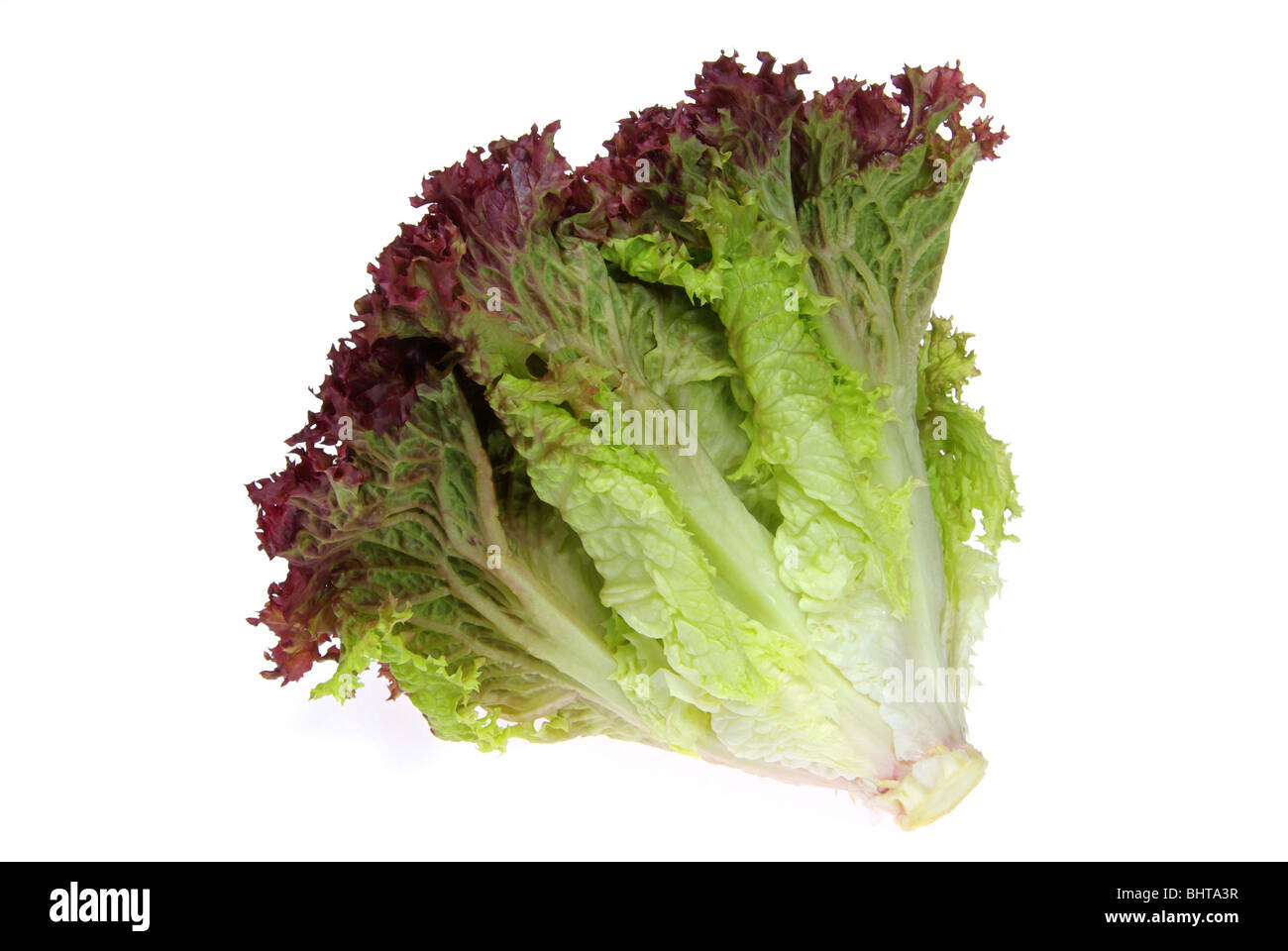 Lollo rosso salat Banque d'images détourées - Alamy
