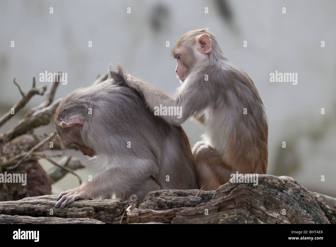 Poux le singe Banque de photographies et d’images à haute résolution ...