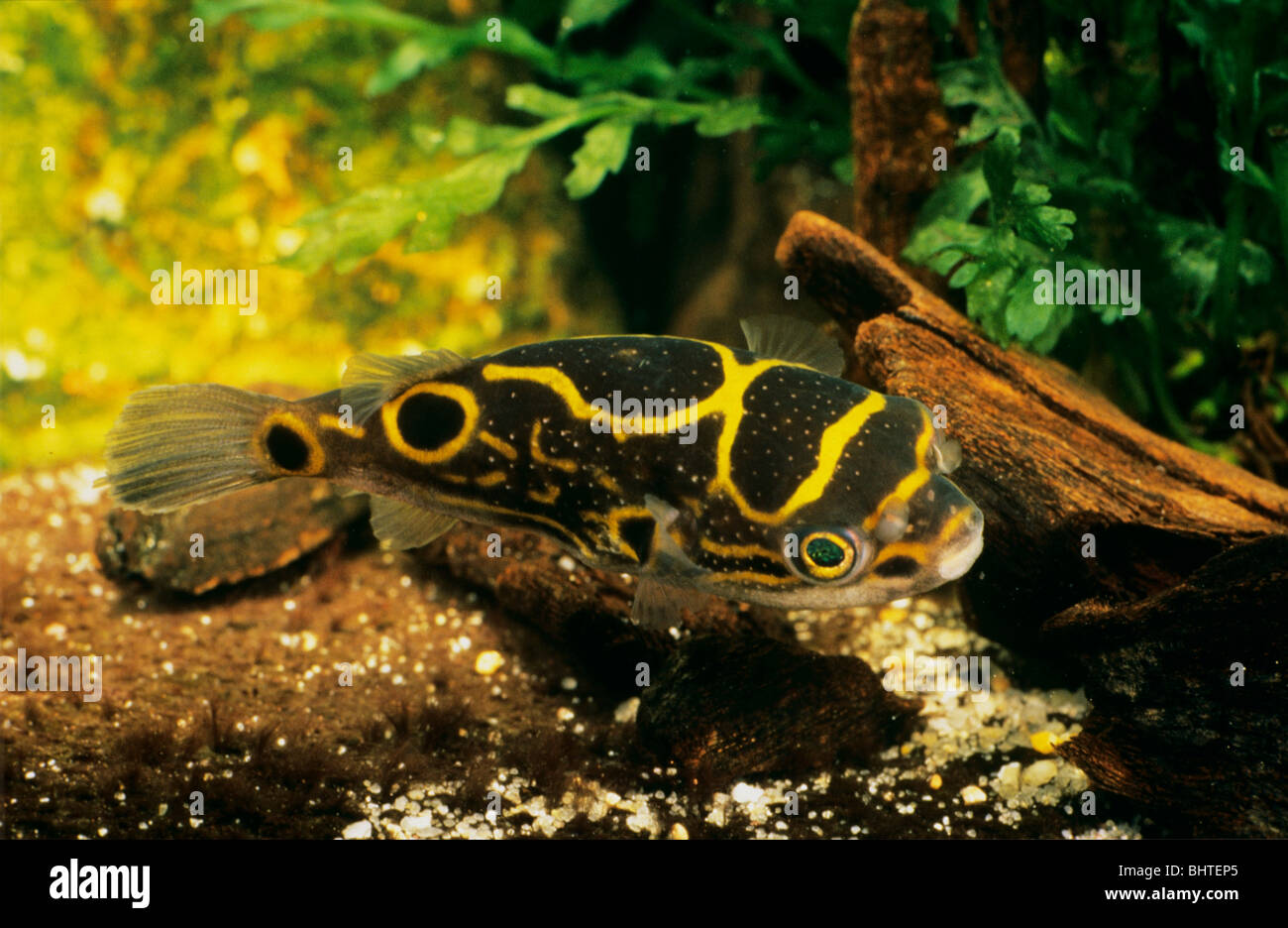 Biocellatus Banque de photographies et d’images à haute résolution - Alamy