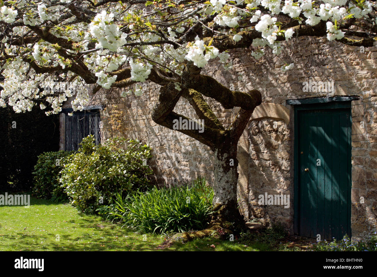 Pome trees Banque de photographies et d’images à haute résolution - Alamy
