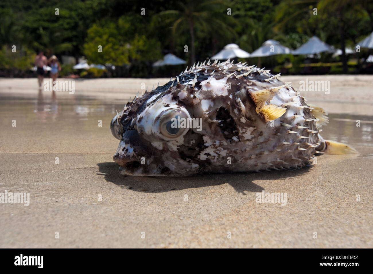 Poisson globe dans le sable Banque de photographies et d’images à haute ...
