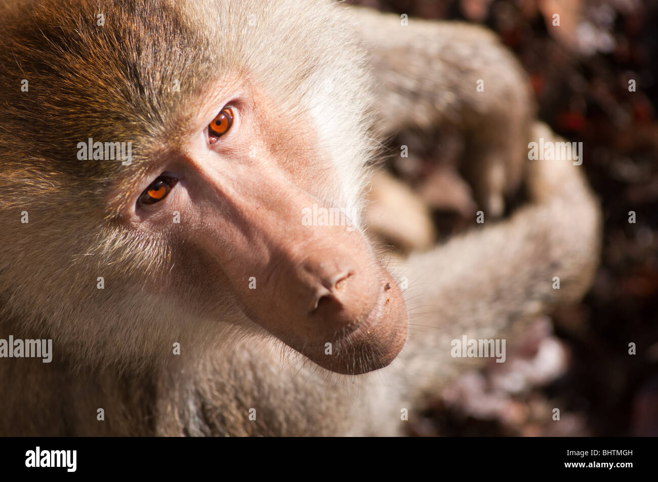 Yeux de singe Banque de photographies et d’images à haute résolution - Alamy