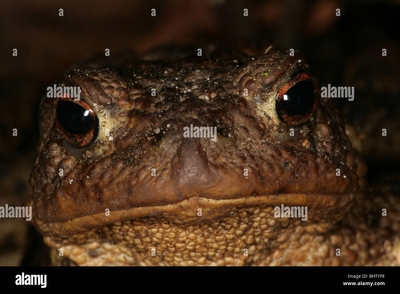 Rygge ostfold Banque de photographies et d’images à haute résolution ...