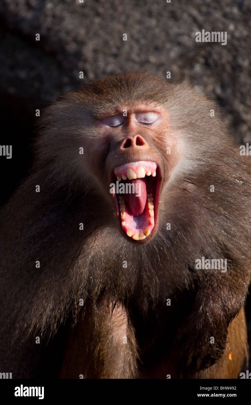 Baboon teeth Banque de photographies et d’images à haute résolution - Alamy